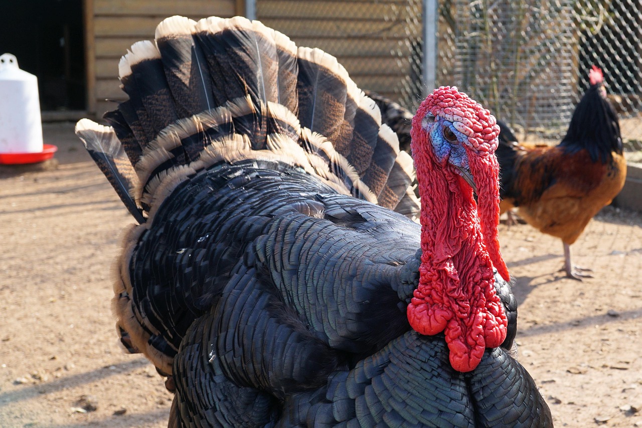 Turkey Bird Poultry - Free photo on Pixabay - Pixabay