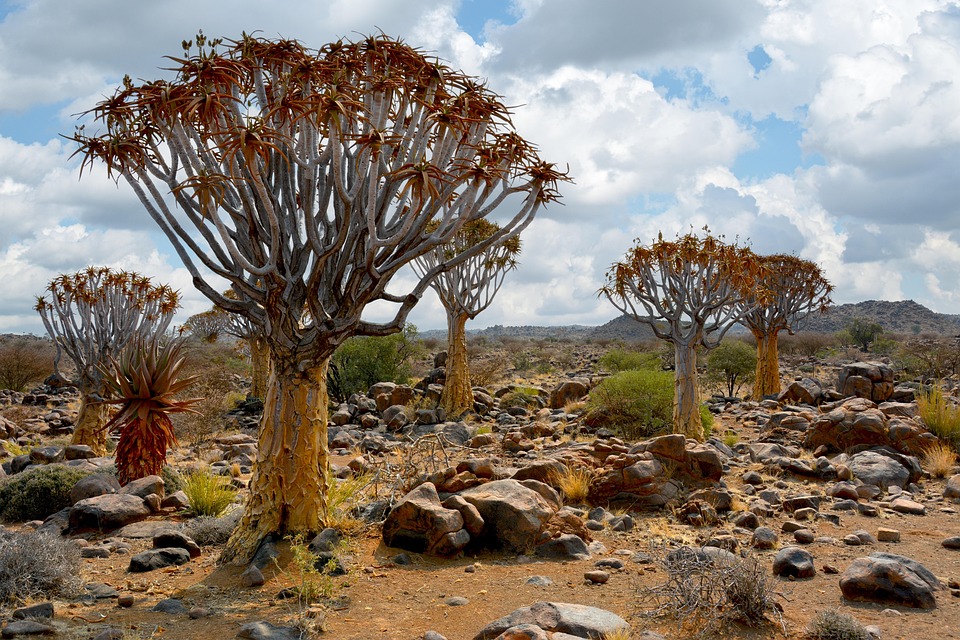 Quiver Trees Desert Rocky - Free photo on Pixabay - Pixabay