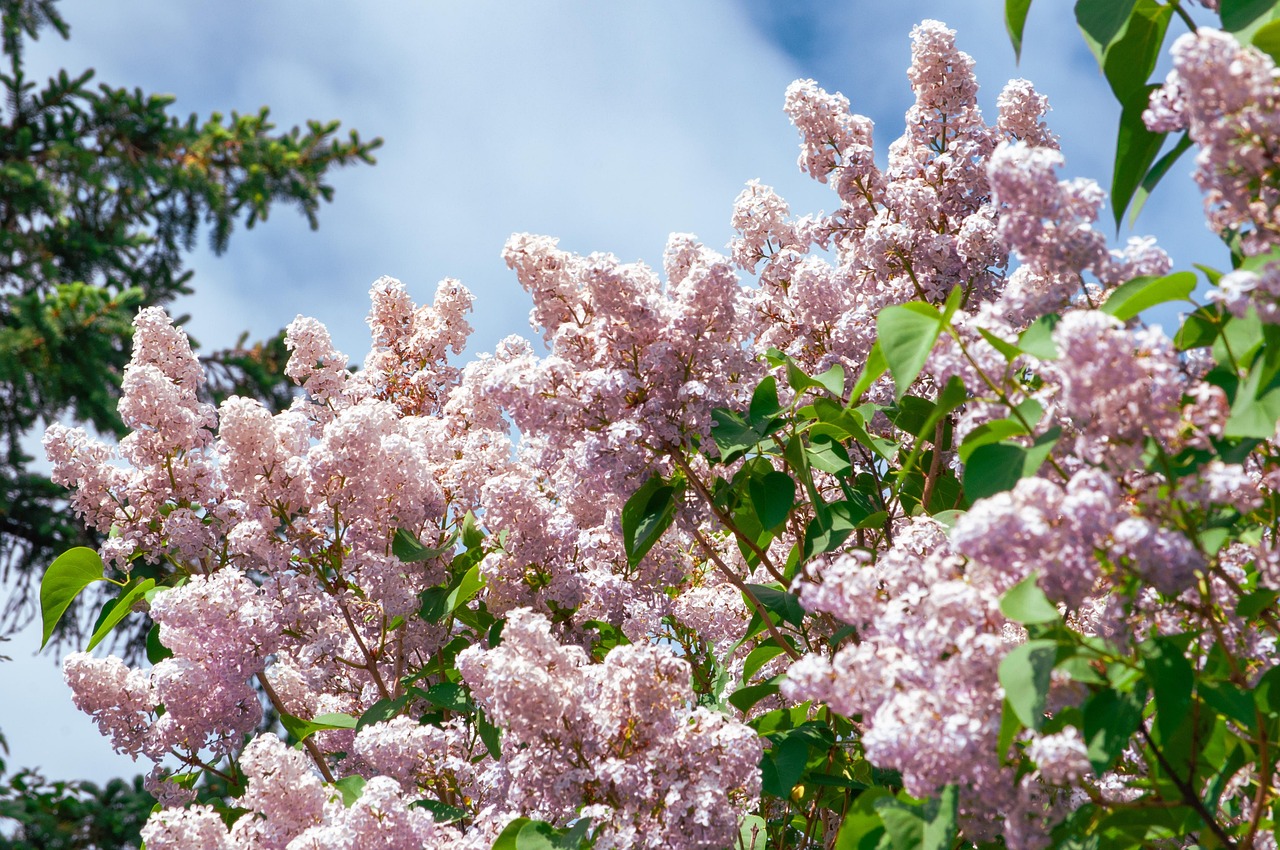 Baum Mit Lila Blatter