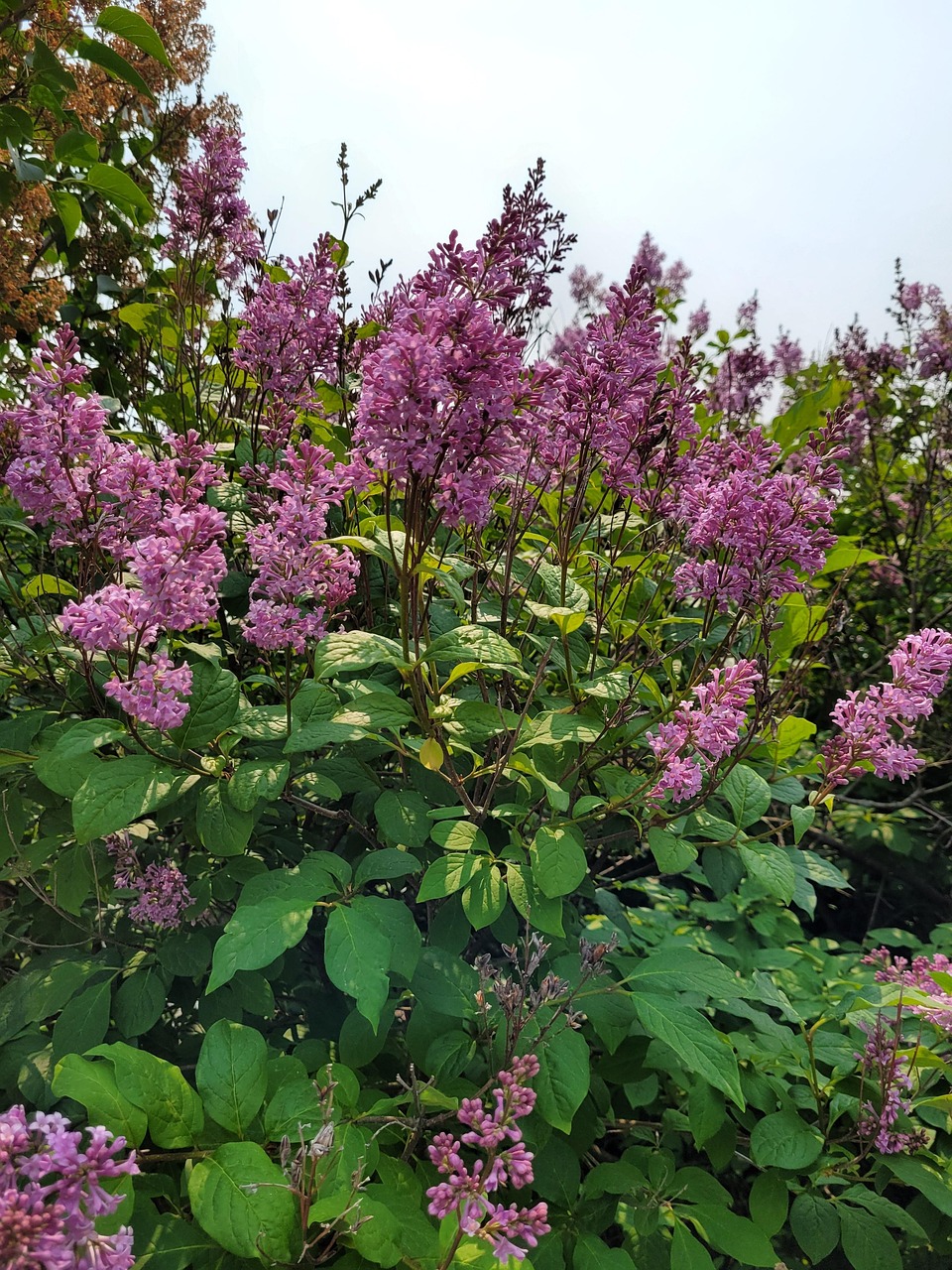 Lilas Flores Florecer - Foto gratis en Pixabay