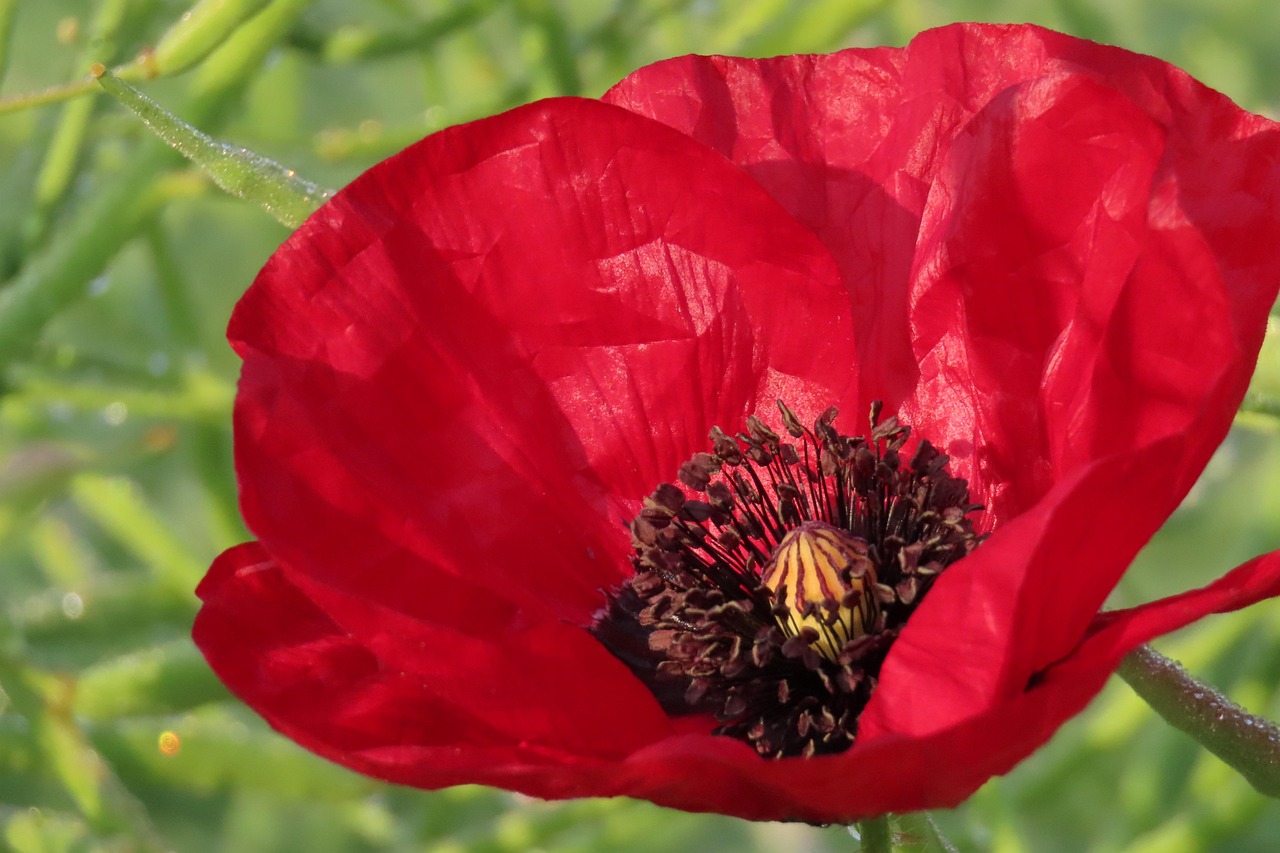 Mohn Blumen-Wallpaper Mohnblume - Kostenloses Foto auf Pixabay - Pixabay