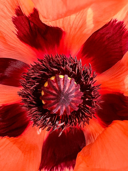 Flower Poppy Petals - Free photo on Pixabay - Pixabay