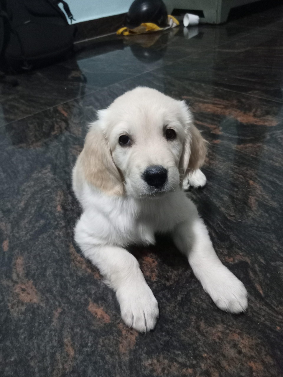 White Retriever Dog Dogs Lover Pet - Free photo on Pixabay - Pixabay