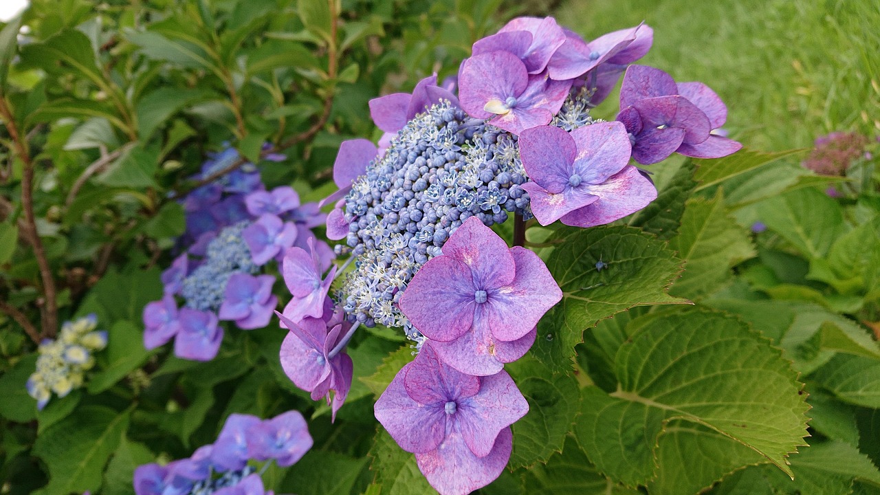 Hortensia Blanca Flores De Boda Moradas