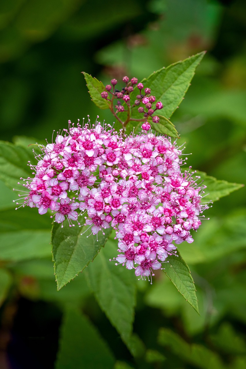 Flowers Petals Bush - Free photo on Pixabay - Pixabay