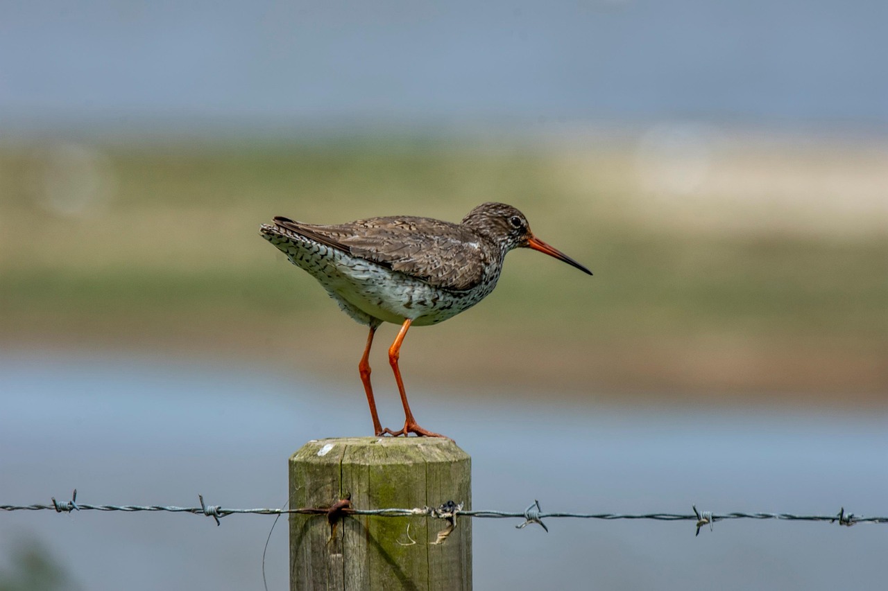 Bird Nature Red Shank - Free photo on Pixabay - Pixabay
