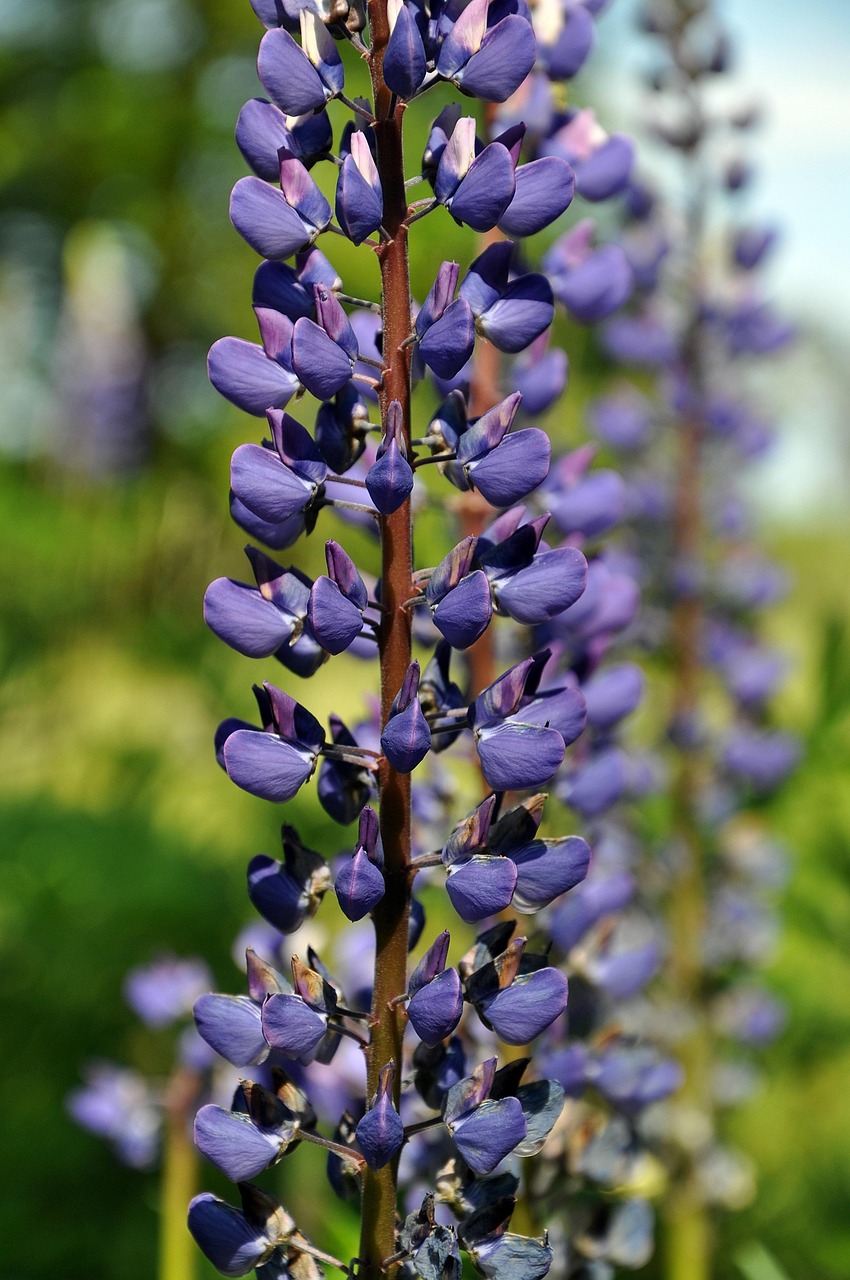 800+ Free Lupines & Nature Images - Pixabay
