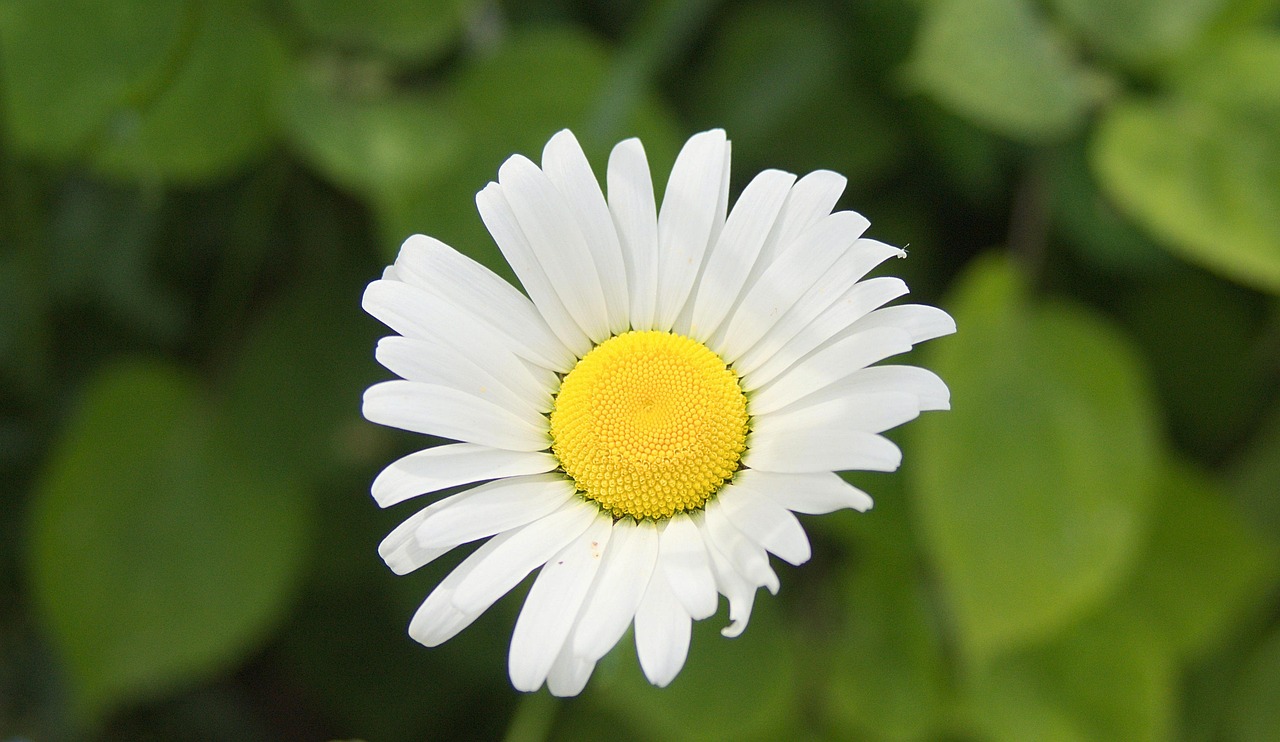 Flower White Petals - Free photo on Pixabay - Pixabay