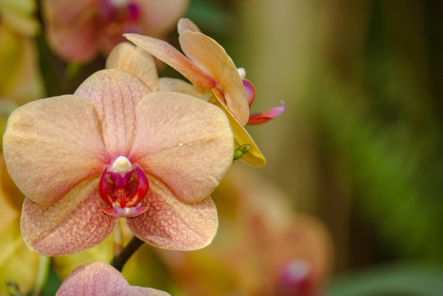 Bunga Anggrek Kelopak - Foto gratis di Pixabay - Pixabay