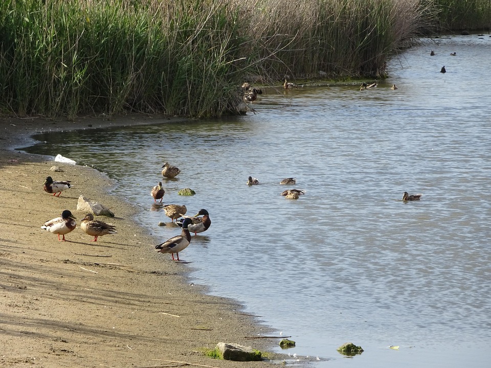 Birds Ducklings Laguna Wild - Free photo on Pixabay - Pixabay