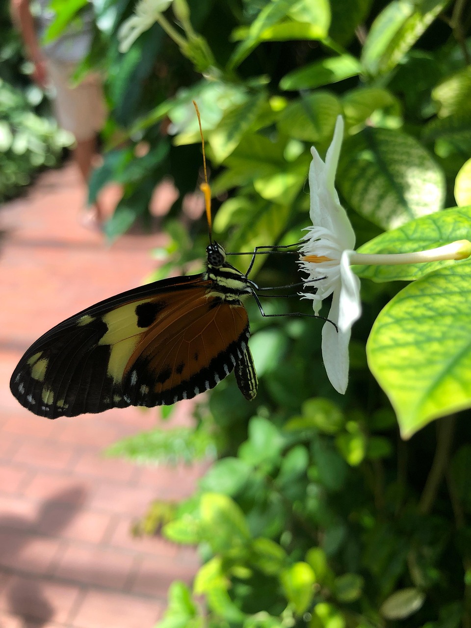 Butterfly Garden - Free photo on Pixabay - Pixabay
