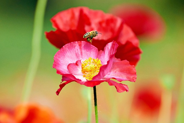 Bunga Poppy Lebah Penyerbukan - Foto gratis di Pixabay - Pixabay