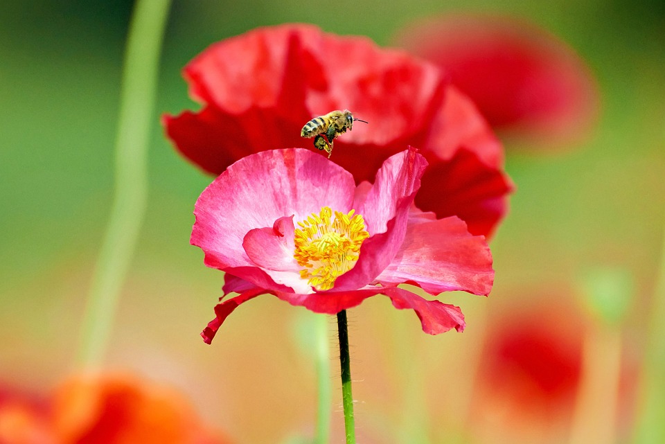 Bunga Poppy Lebah Penyerbukan - Foto gratis di Pixabay - Pixabay