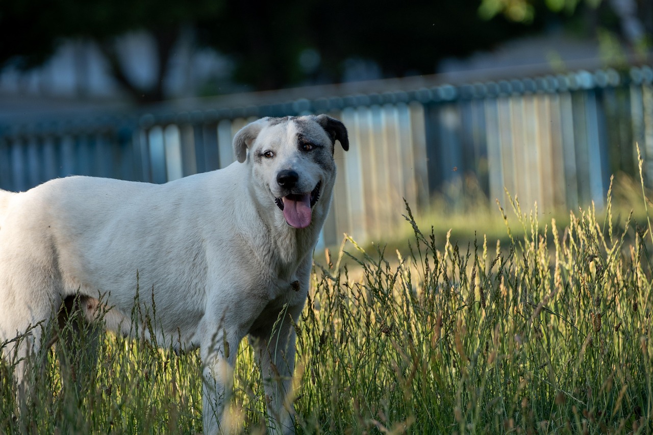 300,000+ Free Dog-Wallpaper & Dog Images - Pixabay