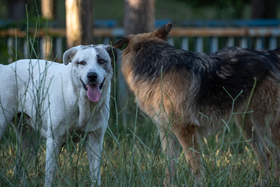 Street Dogs Pets - Free photo on Pixabay - Pixabay