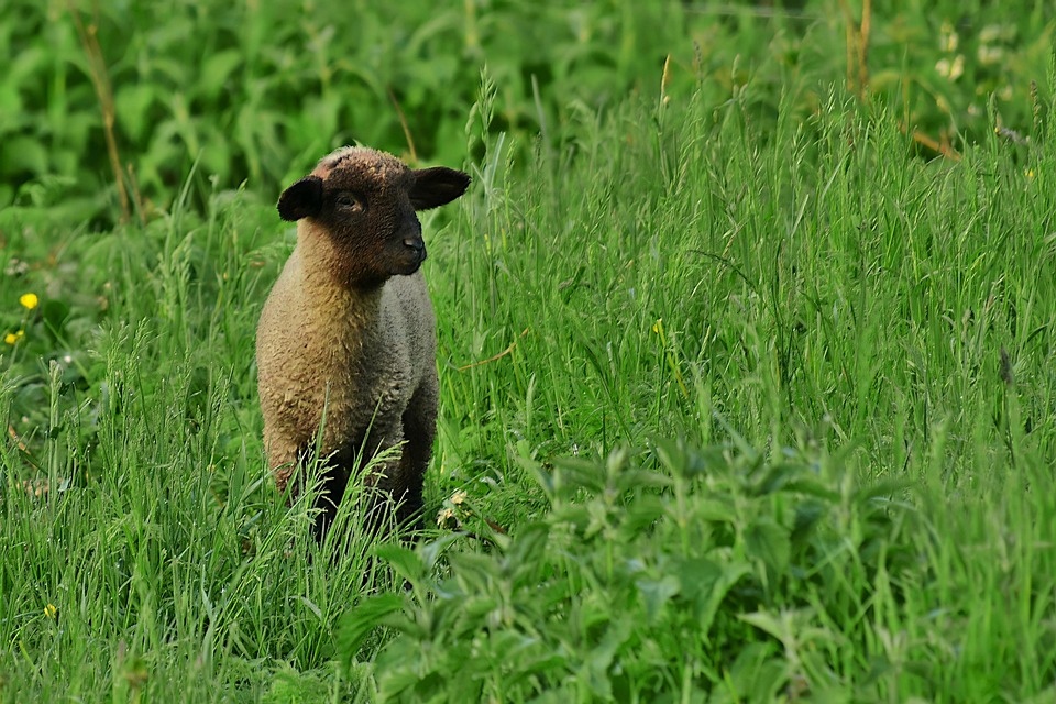 Mouton Le Agneau - Photo gratuite sur Pixabay - Pixabay