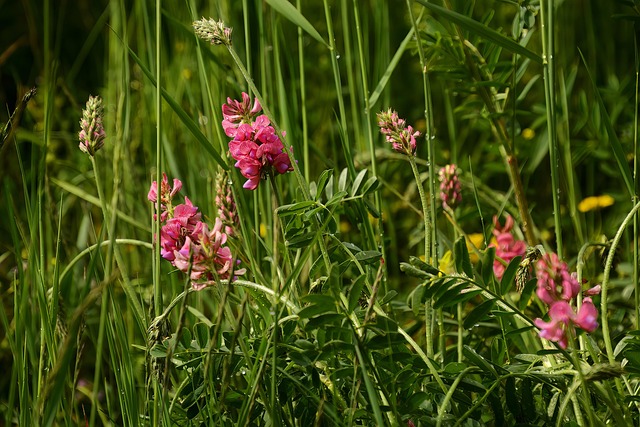 Fleurs Prairie Sur Le Terrain - Photo gratuite sur Pixabay - Pixabay