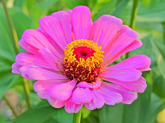 Flower Zinnia Bloom - Free photo on Pixabay