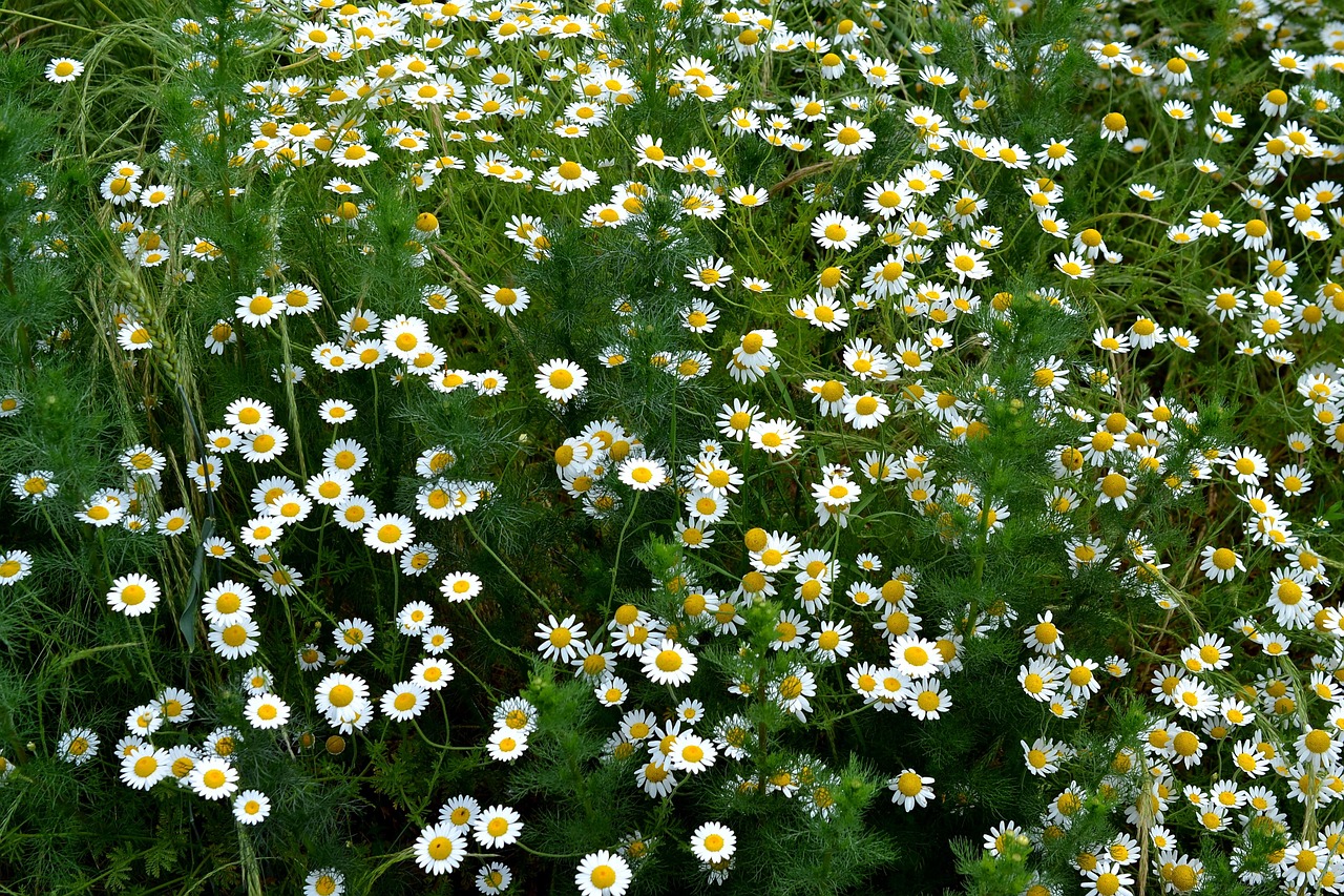Daisies White Flowers - Free photo on Pixabay - Pixabay