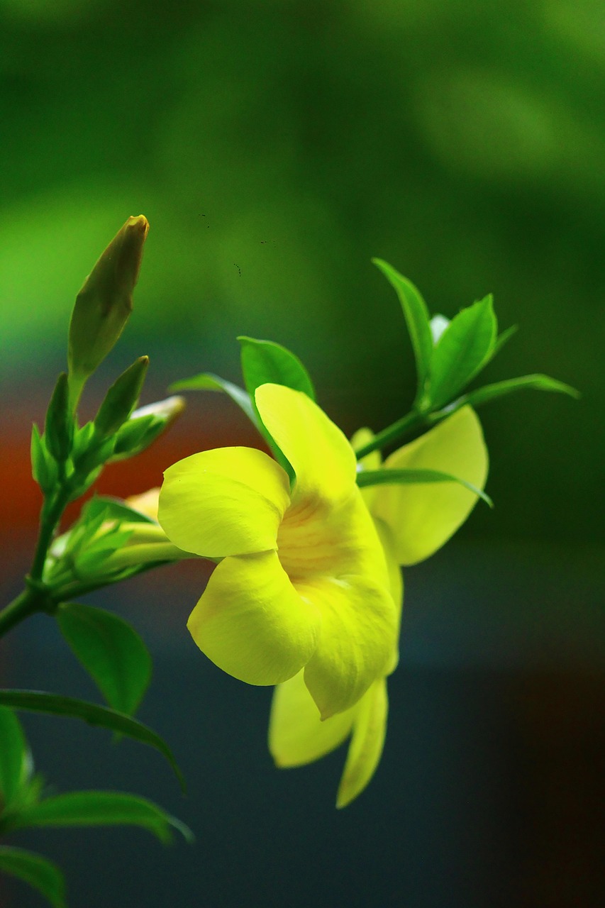 Fleurs Les Plantes Feuilles - Photo gratuite sur Pixabay - Pixabay