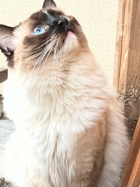Gato Ragdoll - Foto gratuita no Pixabay - Pixabay