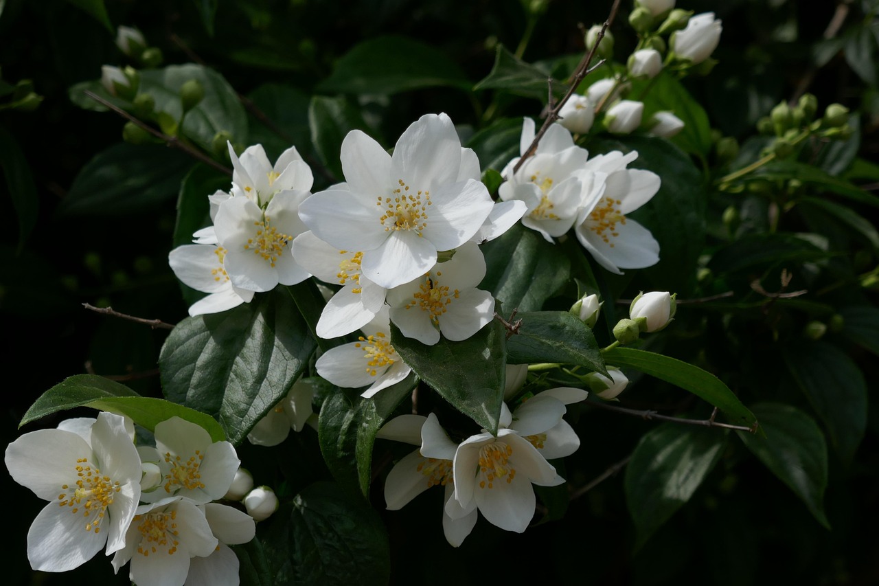 Jardín Jazmín Flora - Foto gratis en Pixabay - Pixabay