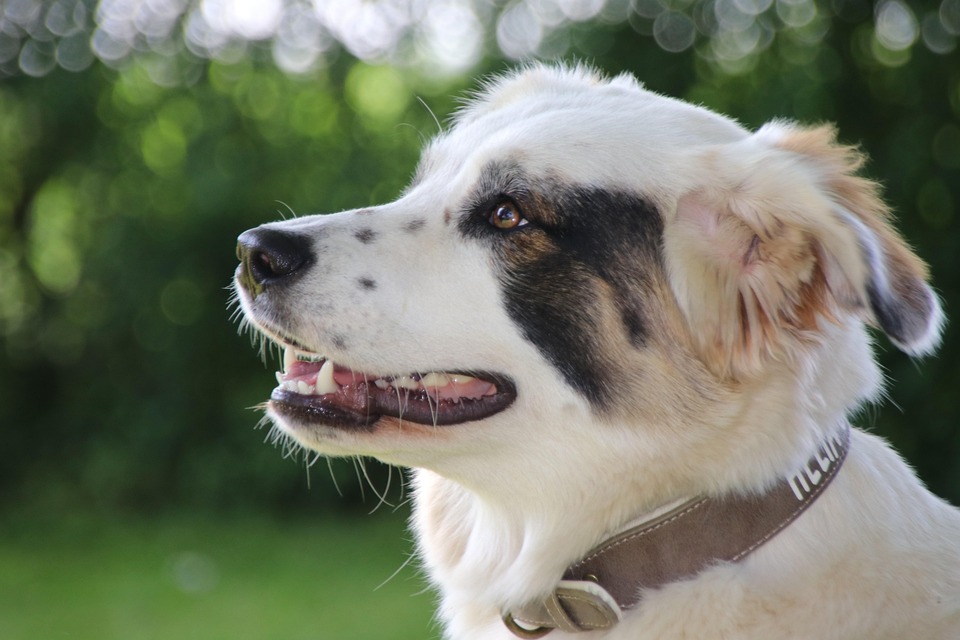 Cachorro Animal Doméstico - Foto gratuita no Pixabay - Pixabay