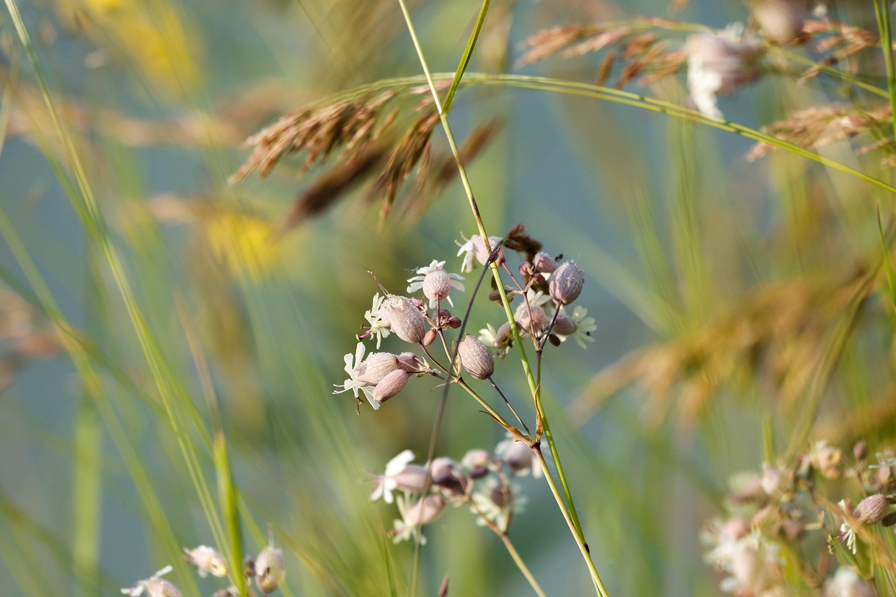 Rumput Tanaman Alam - Foto gratis di Pixabay - Pixabay