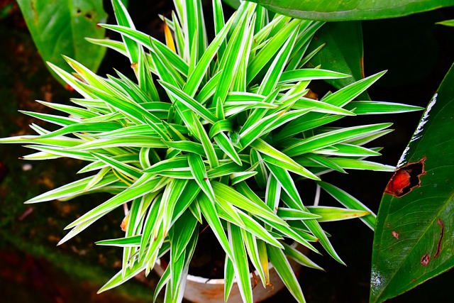 Plante Vert La Nature - Photo gratuite sur Pixabay - Pixabay