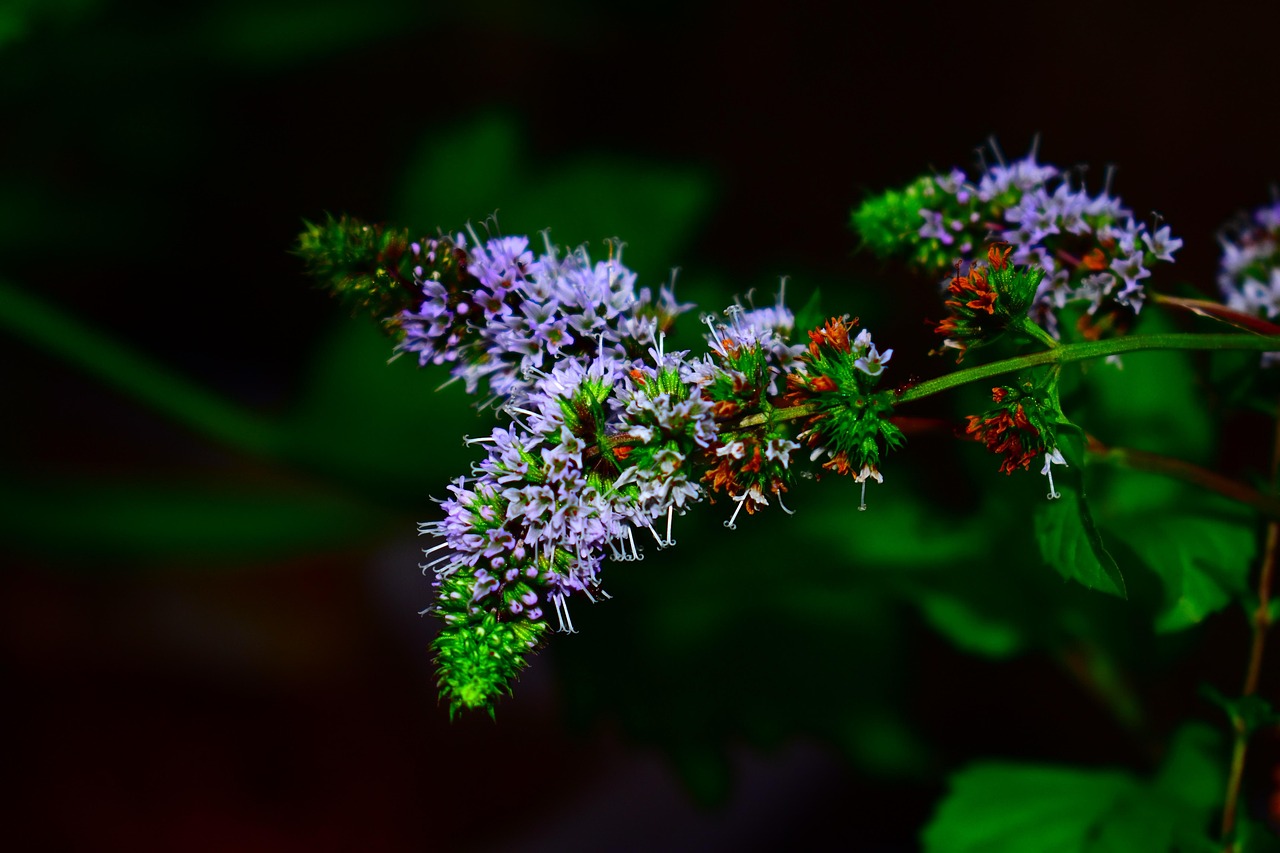 Bunga-Bunga Daun Mint Herba - Foto gratis di Pixabay - Pixabay