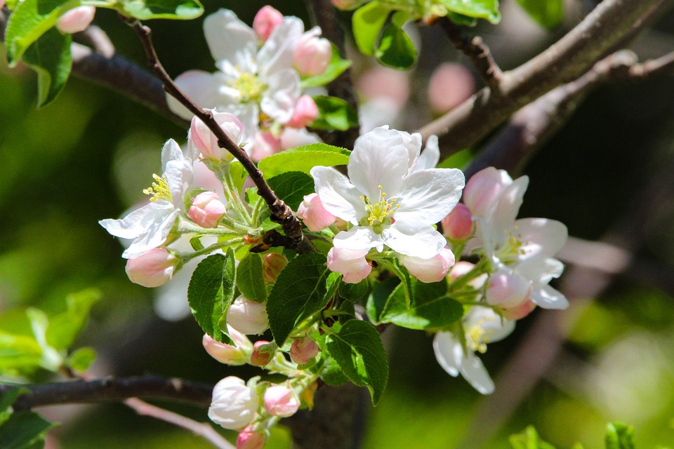 Fleurs De Pommier Le - Photo gratuite sur Pixabay - Pixabay