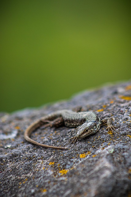 Reptil Tier Natur - Kostenloses Foto auf Pixabay
