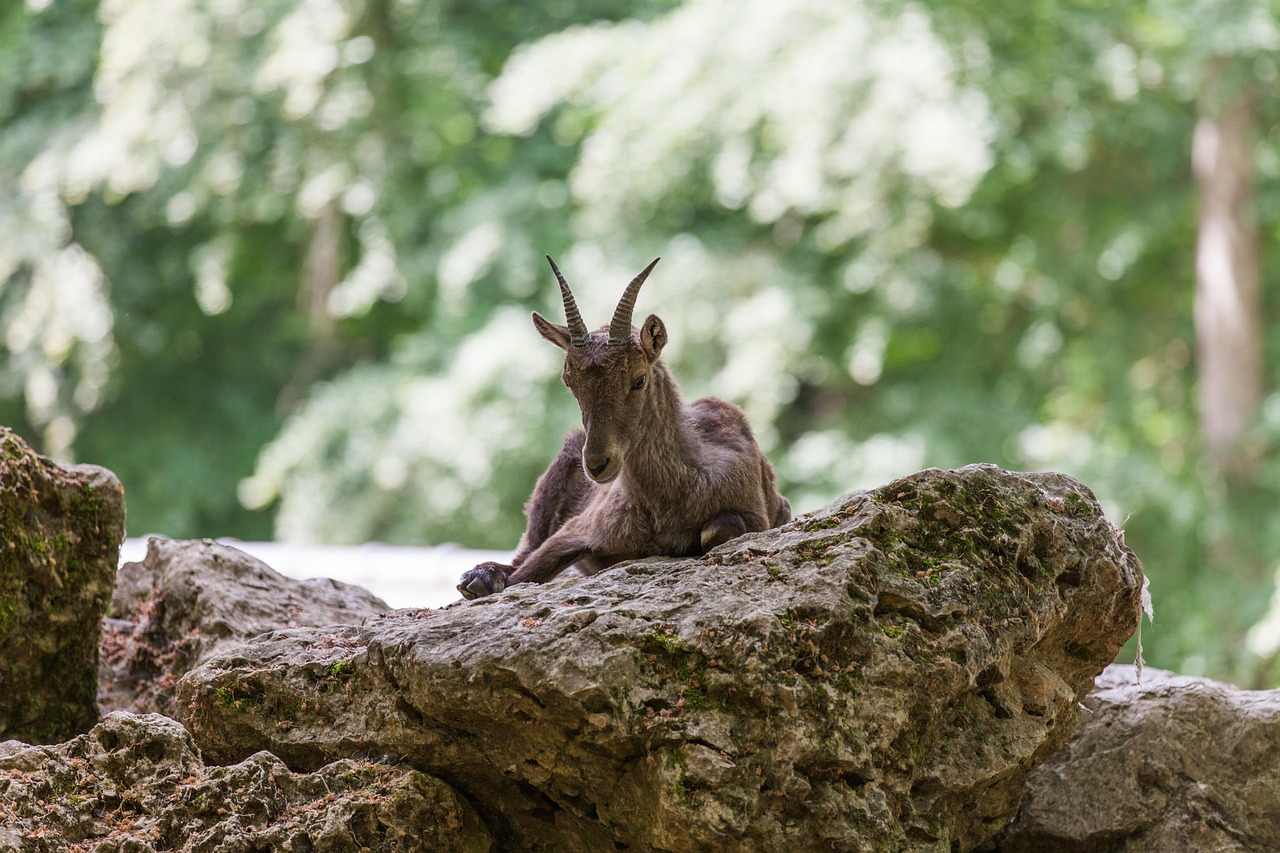 Goat Forest Nature - Free photo on Pixabay - Pixabay