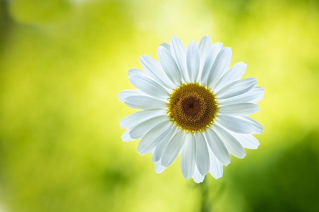 Margarita Floare Plantelor - Fotografie gratuită pe Pixabay - Pixabay