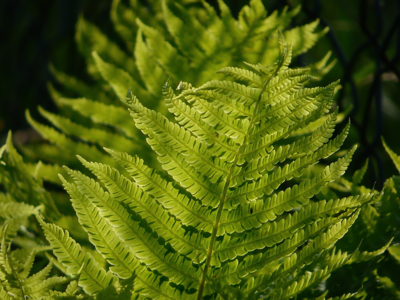 Samambaia Verde Folhas - Foto gratuita no Pixabay - Pixabay