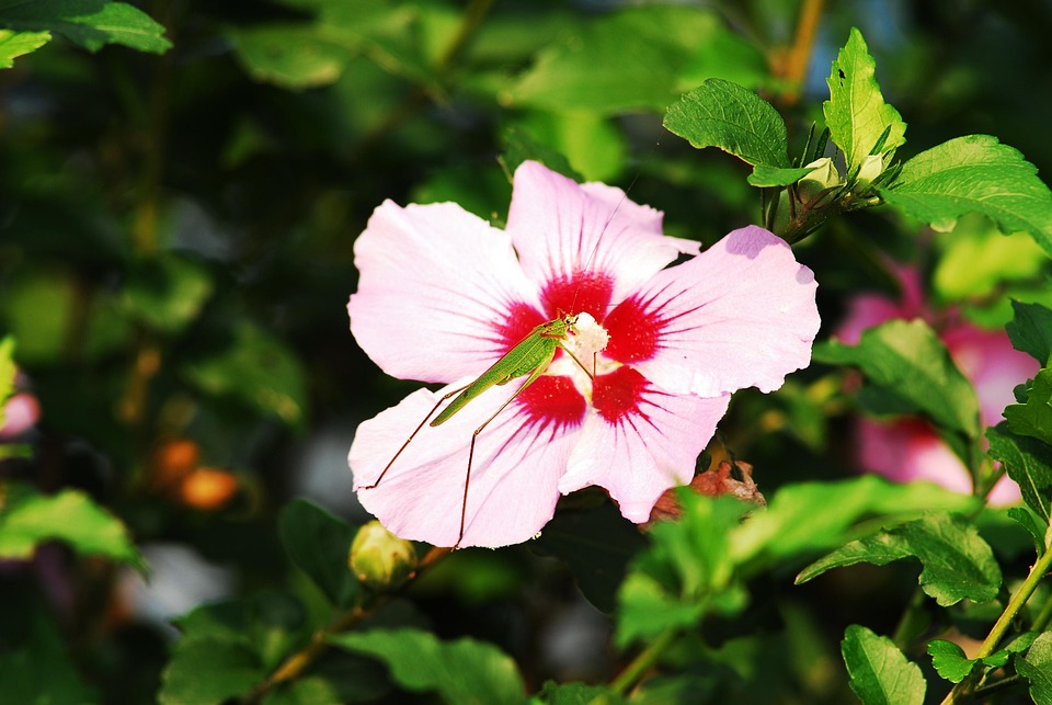 Rose De Sharon Fleur Insecte - Photo gratuite sur Pixabay - Pixabay