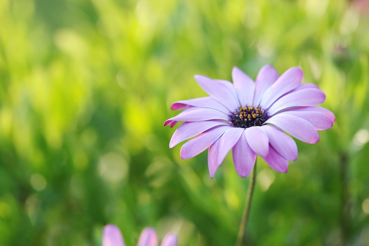Mekar Bunga Padang Rumput - Foto gratis di Pixabay - Pixabay