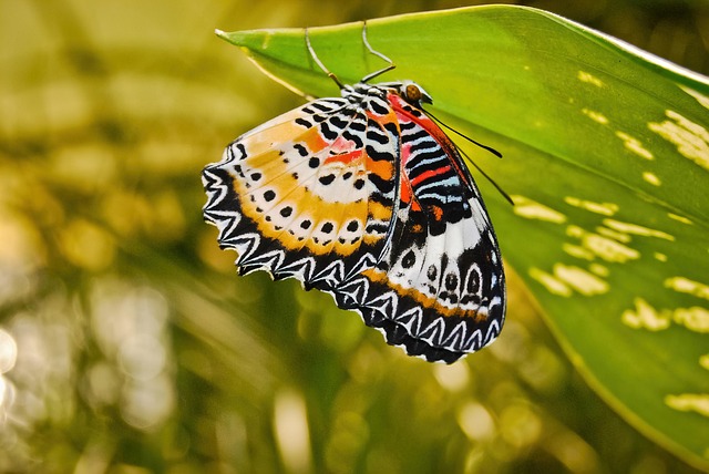 Butterfly Butterflies Nature - Free photo on Pixabay - Pixabay
