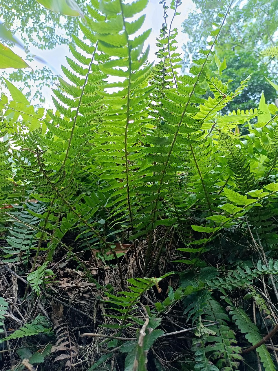 Fern Darjeeling Beauty Rock - Free photo on Pixabay - Pixabay