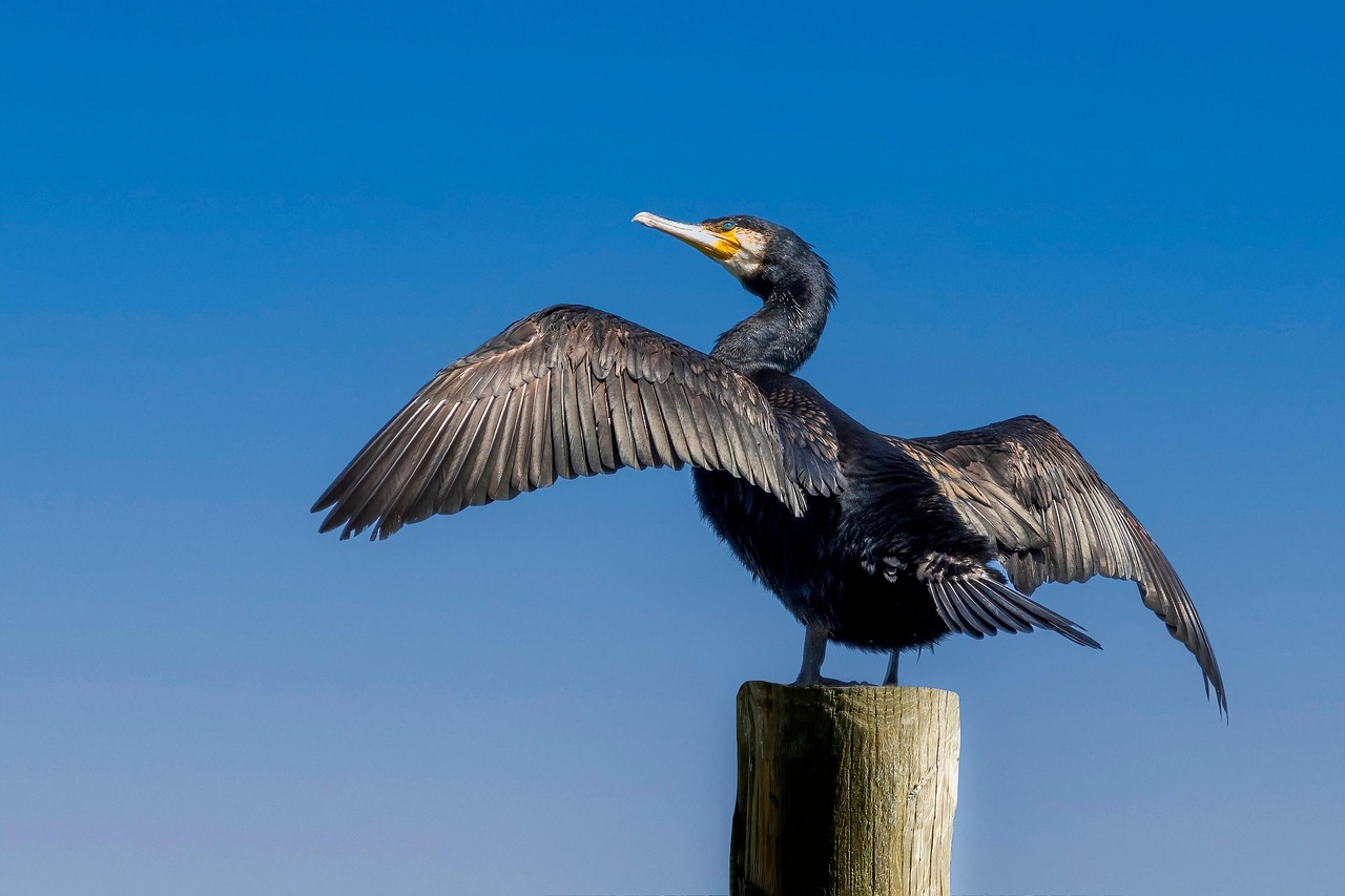 Skarv Natur Fauna Gratis Foto P Pixabay Pixabay
