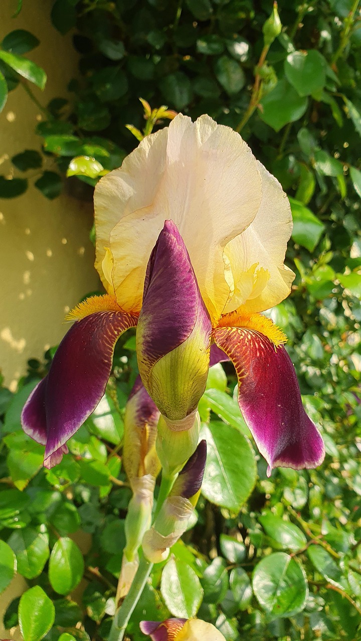 Pedang Lily Alam Bunga - Foto gratis di Pixabay - Pixabay