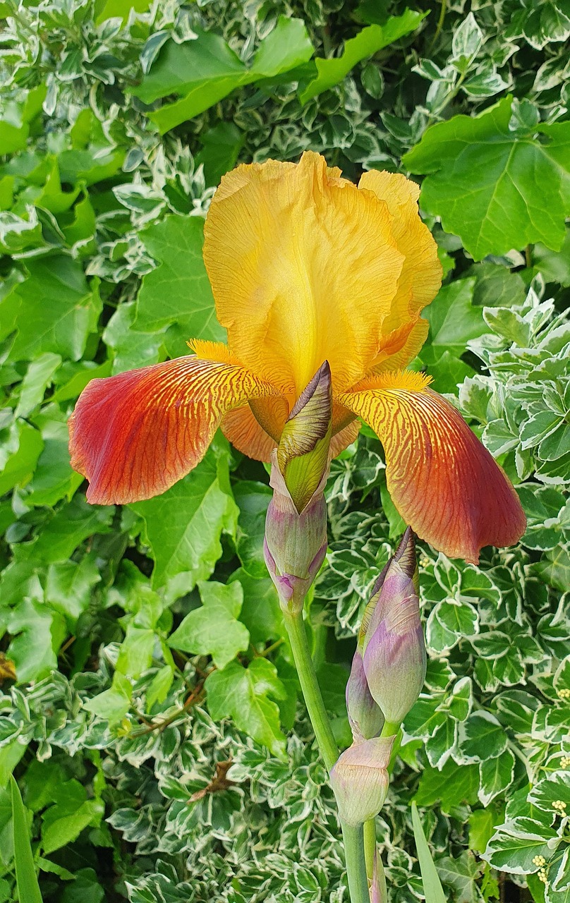 Bunga Pedang Lily Musim - Foto gratis di Pixabay - Pixabay