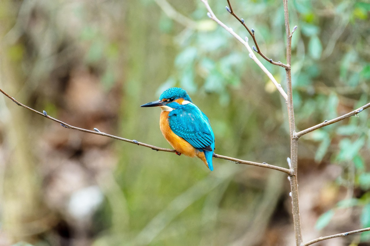 Kingfisher Bird Animal - Free photo on Pixabay - Pixabay
