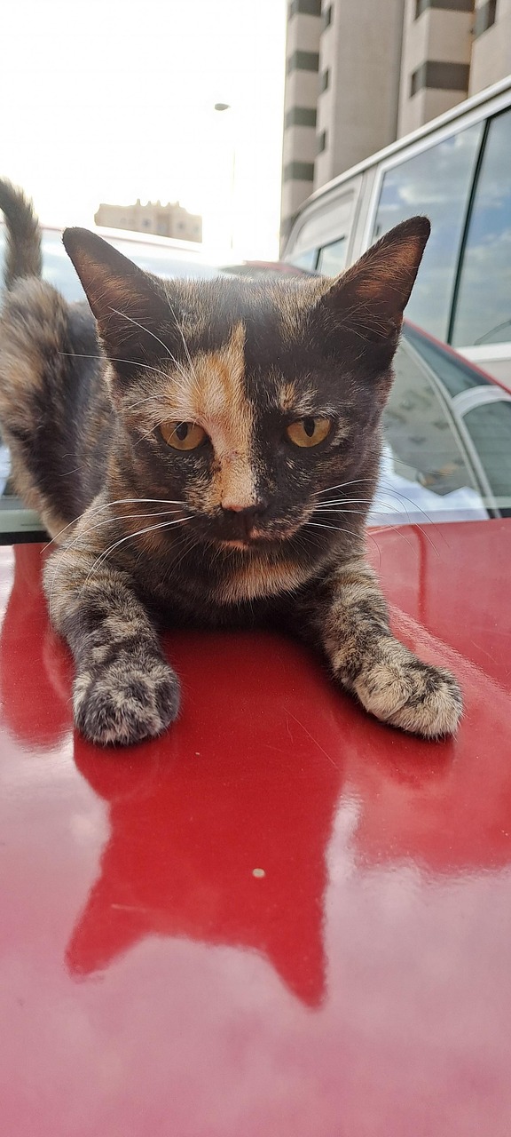 Kucing Mobil Satwa - Foto gratis di Pixabay - Pixabay