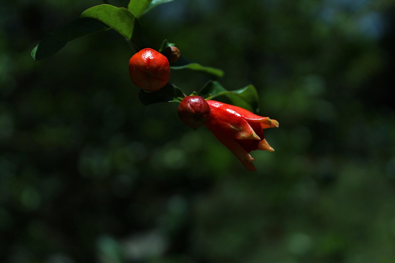 Pomegranate Plant Small - Free photo on Pixabay