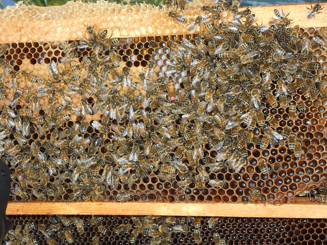 Miel Ruche Apiculture - Photo gratuite sur Pixabay - Pixabay