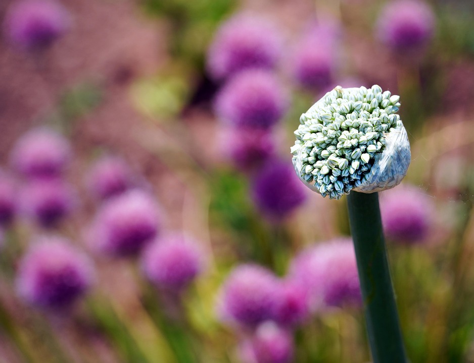 Allium Fleurs Plantes Oignon - Photo gratuite sur Pixabay - Pixabay