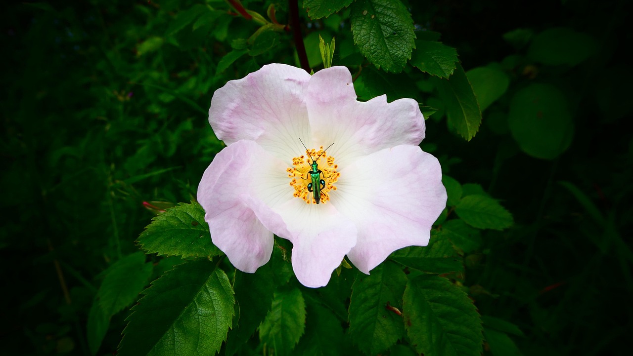 Dog Rose Flower Insect - Free photo on Pixabay - Pixabay