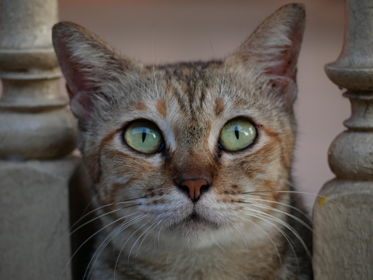 Cat Visage Fermer En - Photo gratuite sur Pixabay - Pixabay
