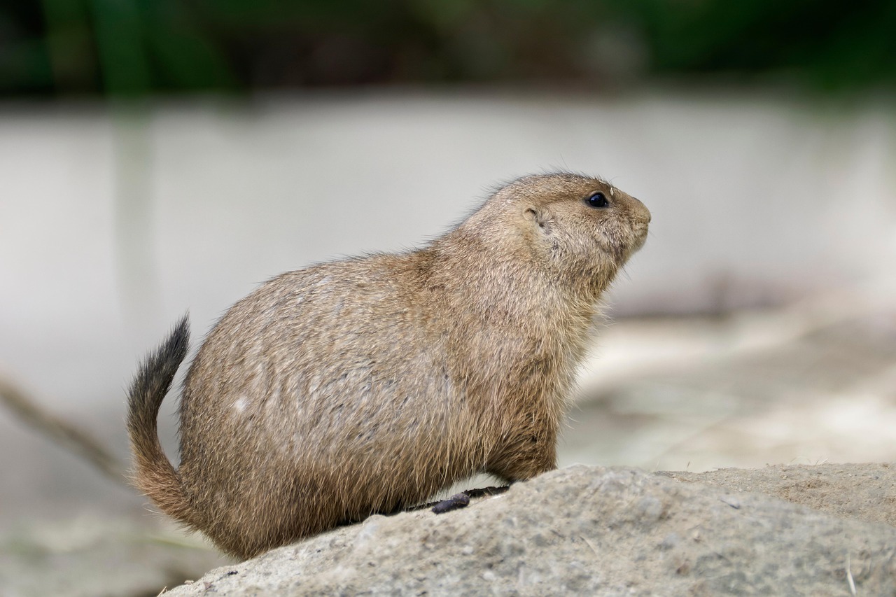 400+ Free Prairie Dog & Animal Images - Pixabay